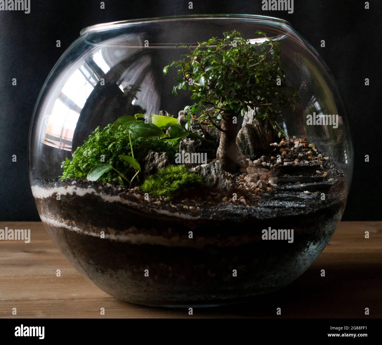 Decoration plants in a glass bottle; self sustaining ecosystem ...