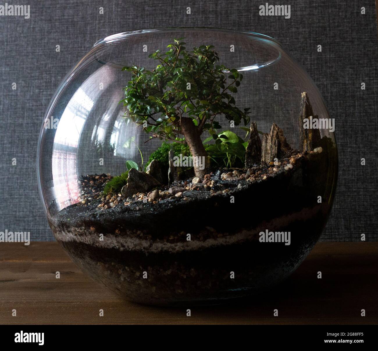 Decoration plants in a glass bottle; self sustaining ecosystem ...