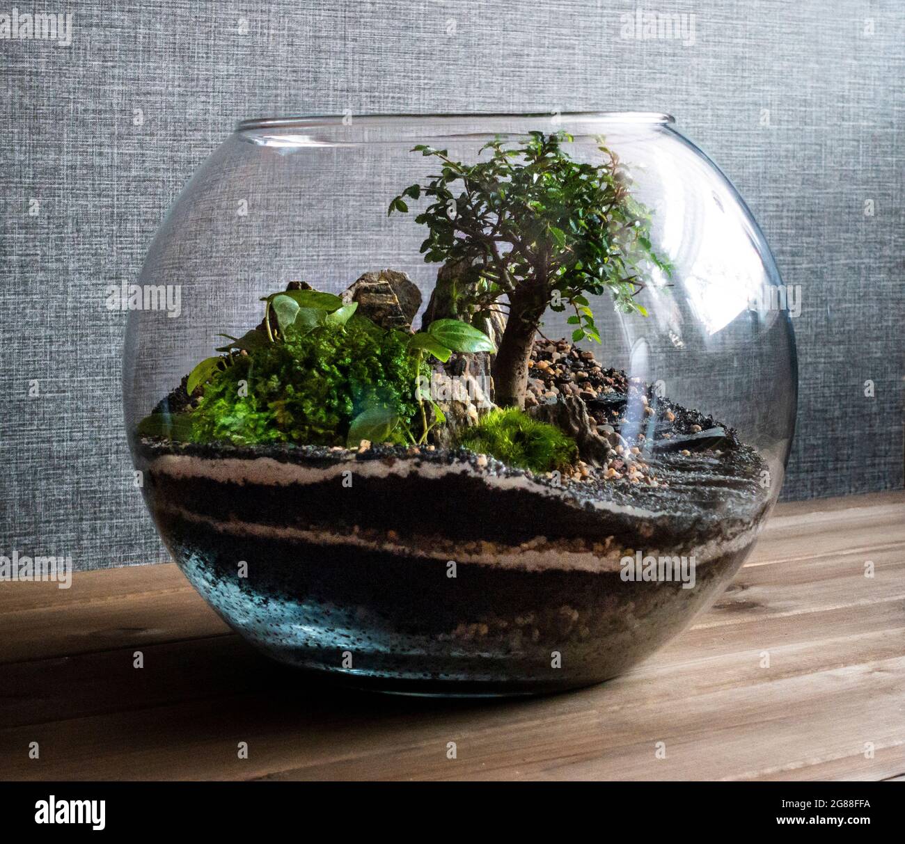 Decoration plants in a glass bottle; self sustaining ecosystem ...