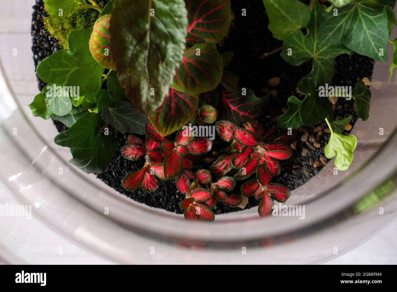 Decoration plants in a glass bottle; self sustaining ecosystem ...