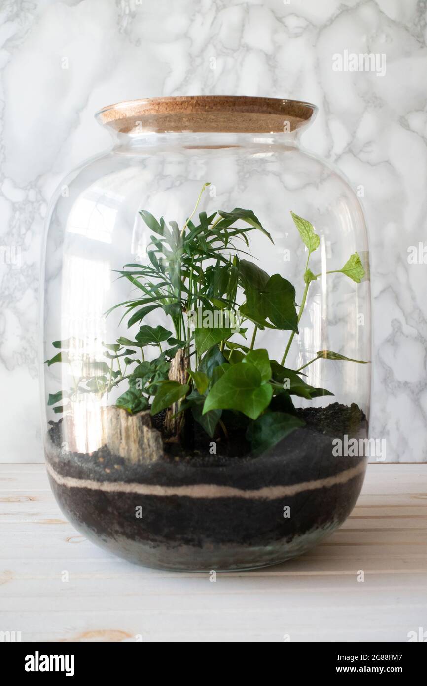 Decoration plants in a glass bottle; self sustaining ecosystem terrarium; garden terrarium ...