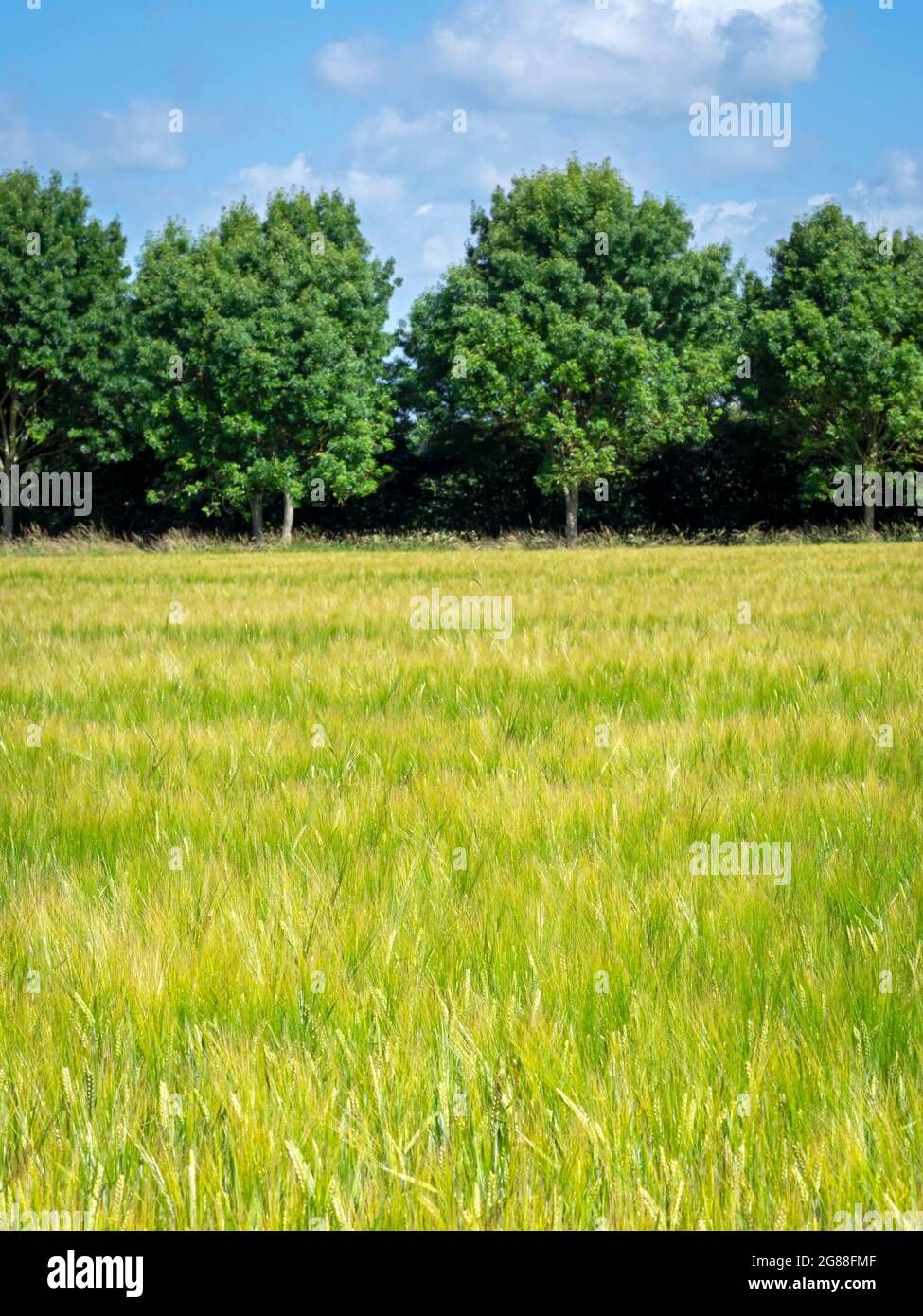 Green wheat field backed by trees with a blue sky Stock Photo - Alamy
