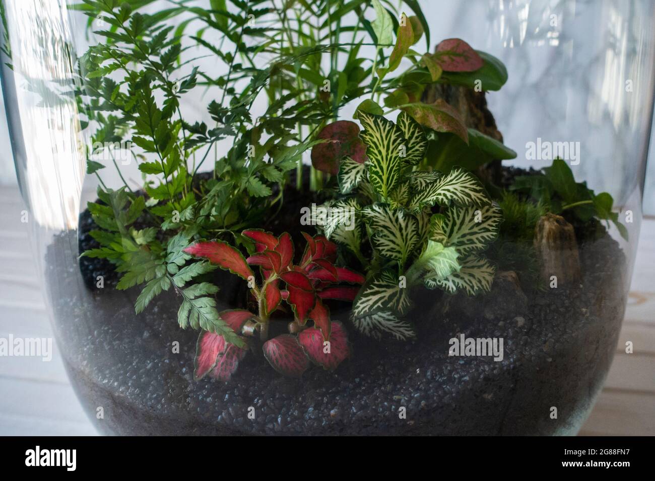 Decoration plants in a glass bottle; self sustaining ecosystem ...