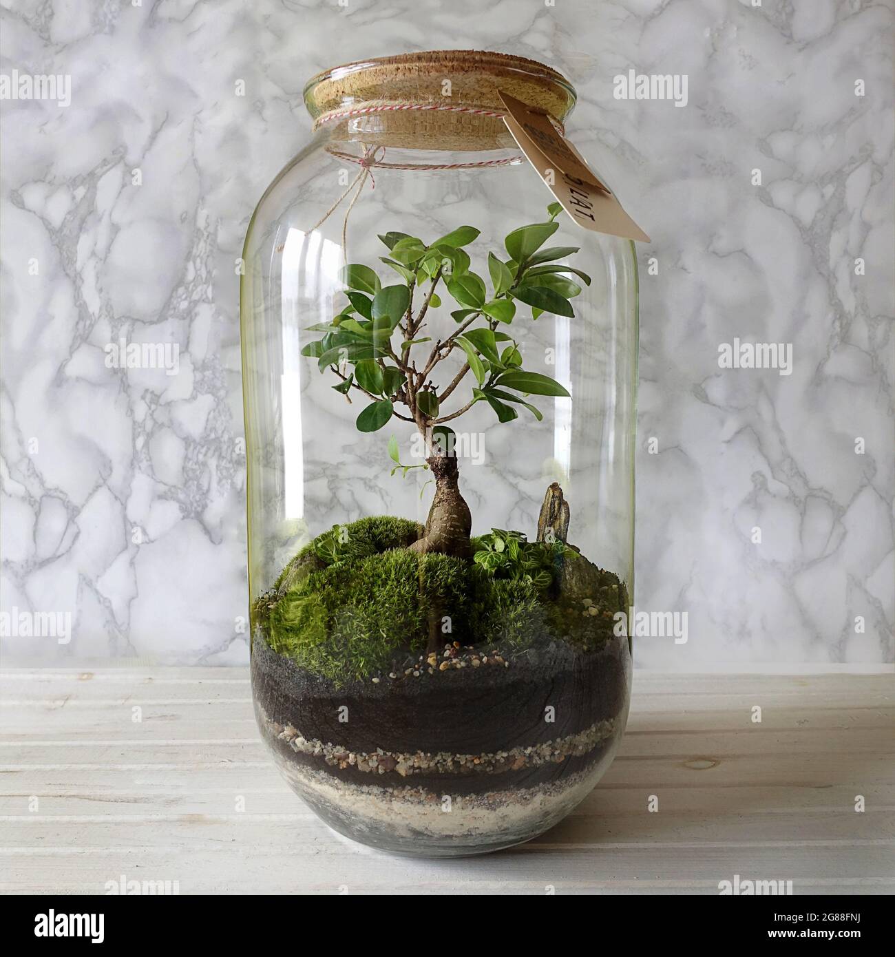 Decoration plants in a glass bottle; self sustaining ecosystem terrarium; garden terrarium ...