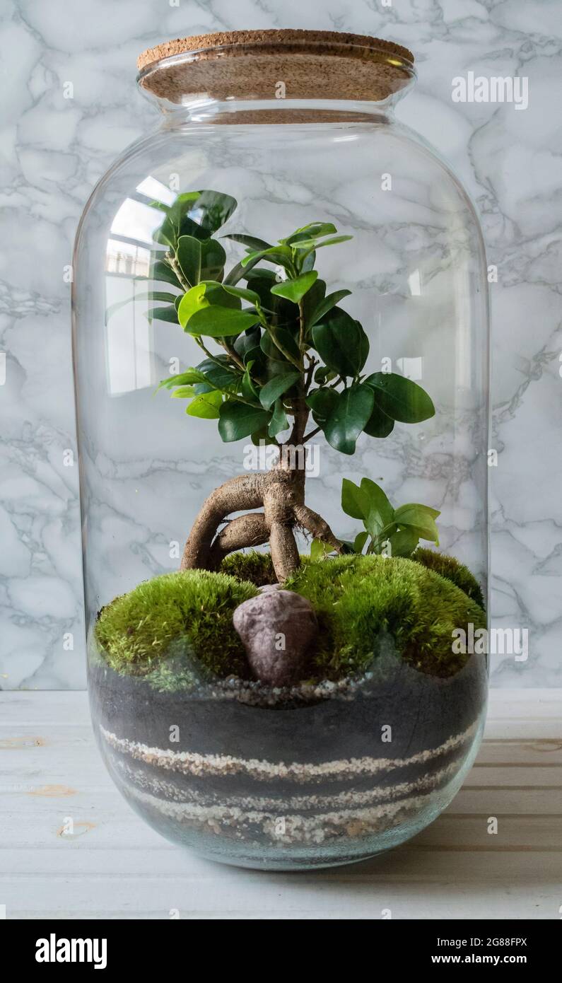 Decoration plants in a glass bottle; self sustaining ecosystem ...