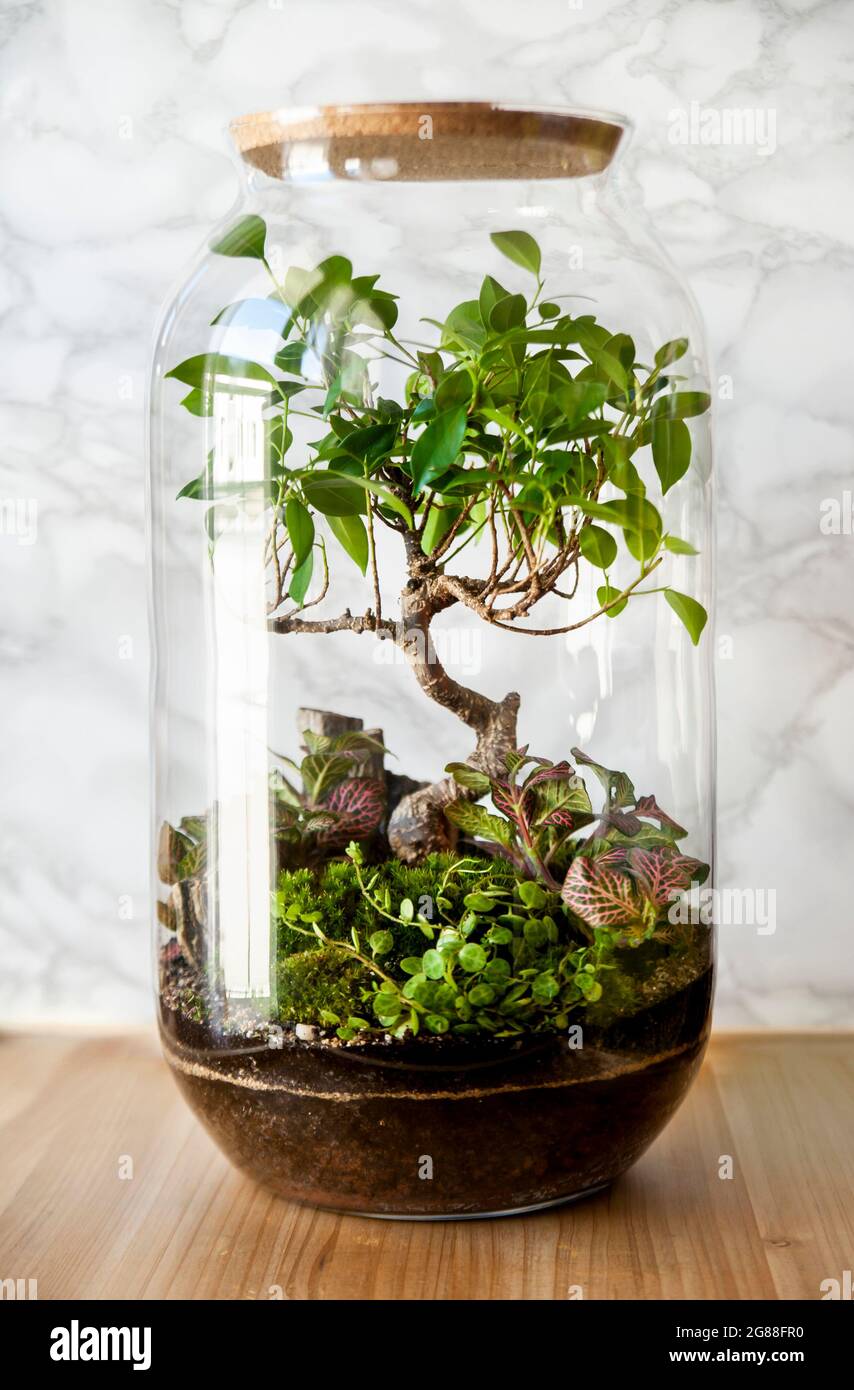 Decoration plants in a glass bottle; self sustaining ecosystem ...