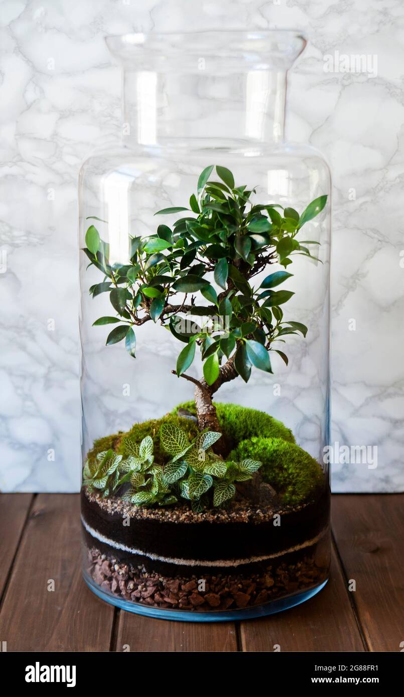 Decoration plants in a glass bottle; self sustaining ecosystem ...