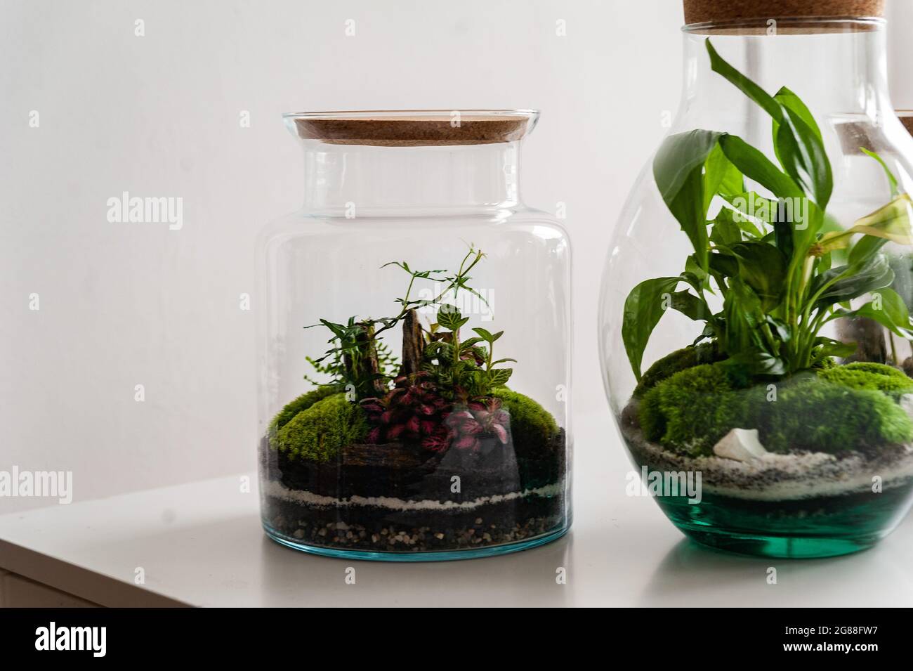 Decoration plants in a glass bottle; self sustaining ecosystem terrarium; garden terrarium ...
