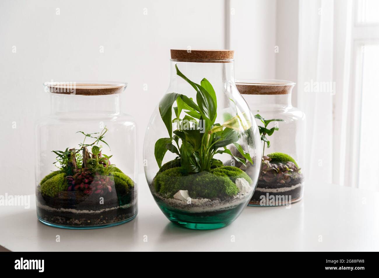 Decoration plants in a glass bottle; self sustaining ecosystem ...