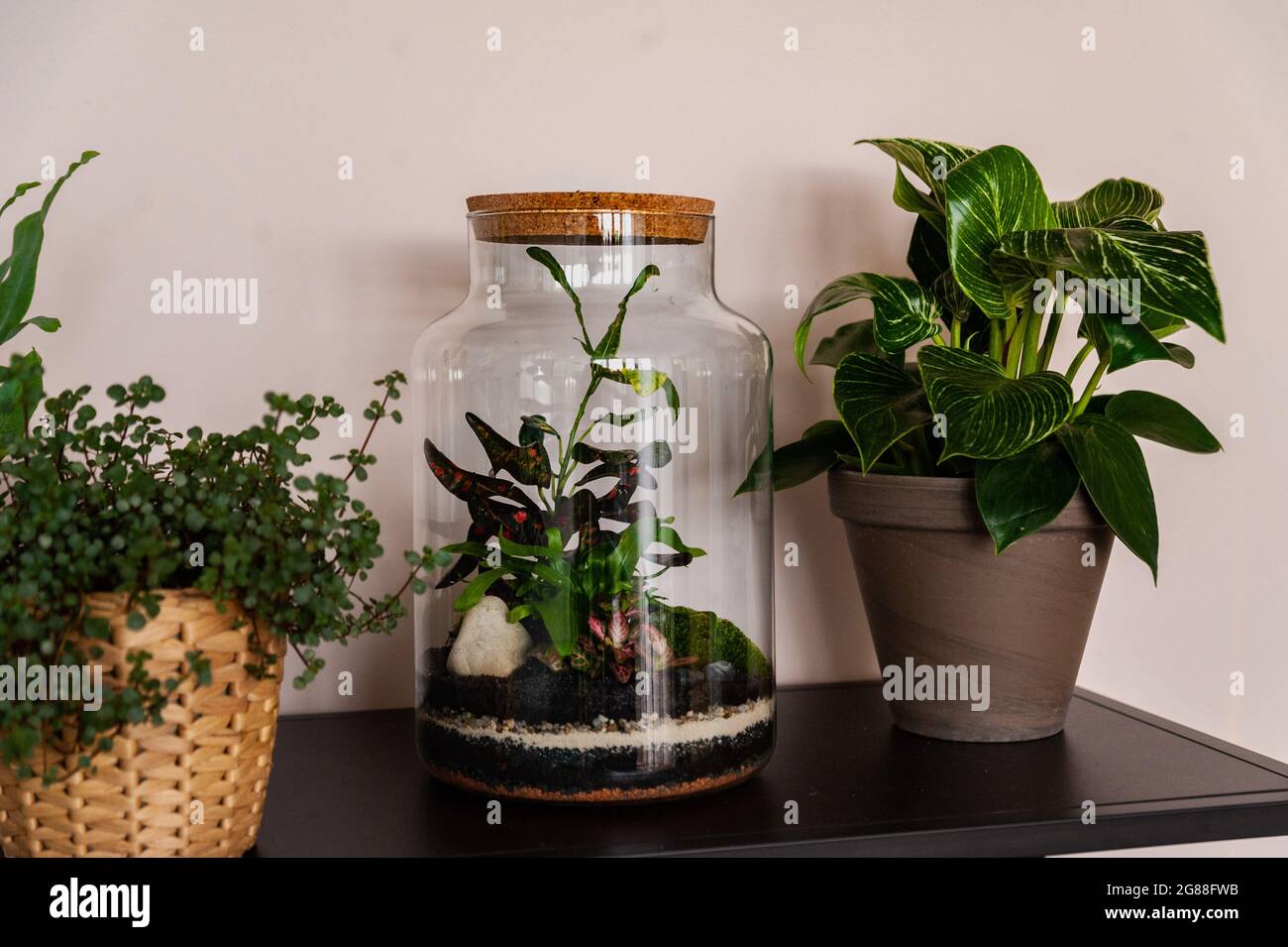 Decoration plants in a glass bottle; self sustaining ecosystem terrarium; garden terrarium ...