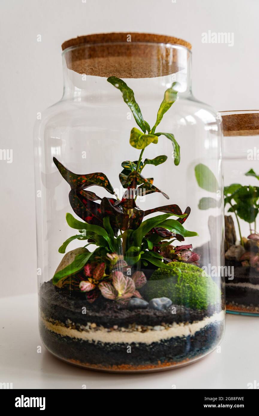 Decoration plants in a glass bottle; self sustaining ecosystem ...