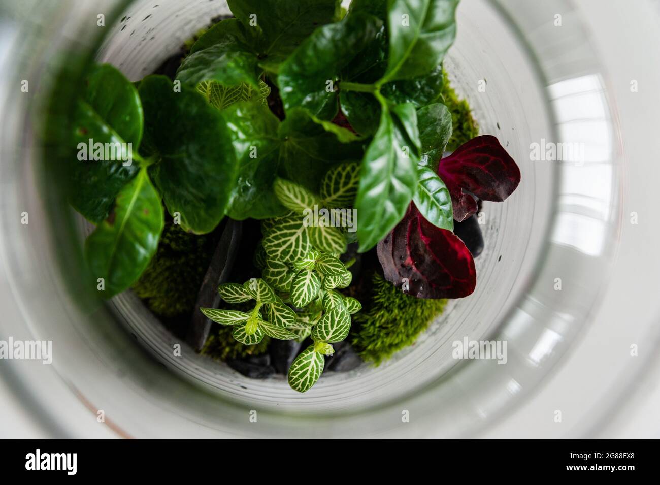 Decoration plants in a glass bottle; self sustaining ecosystem ...