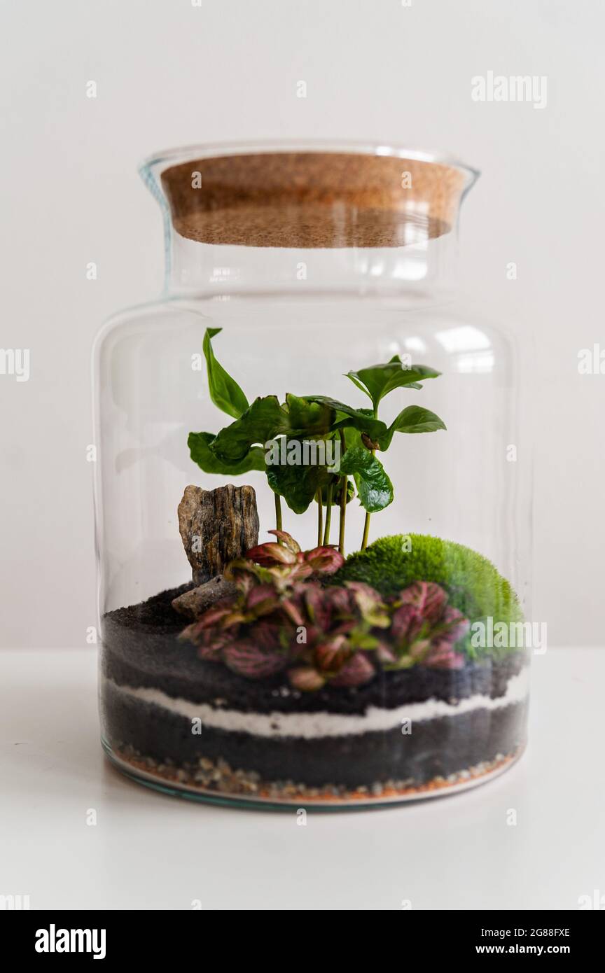 Decoration plants in a glass bottle; self sustaining ecosystem terrarium; garden terrarium ...
