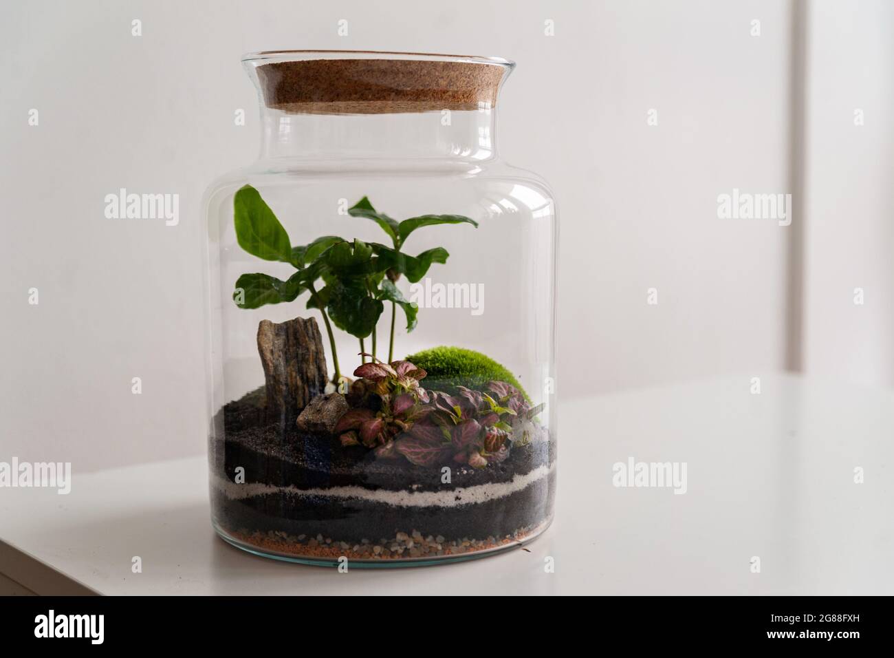Decoration plants in a glass bottle; self sustaining ecosystem terrarium; garden terrarium ...