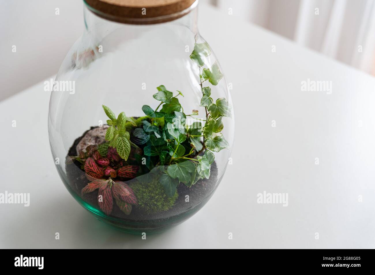 Decoration plants in a glass bottle; self sustaining ecosystem ...