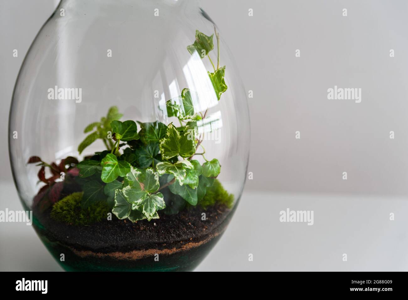 Decoration plants in a glass bottle; self sustaining ecosystem ...