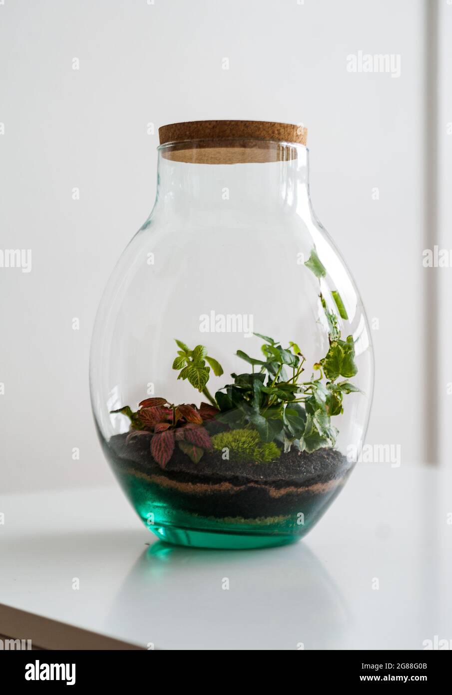 Decoration plants in a glass bottle; self sustaining ecosystem terrarium; garden terrarium ...
