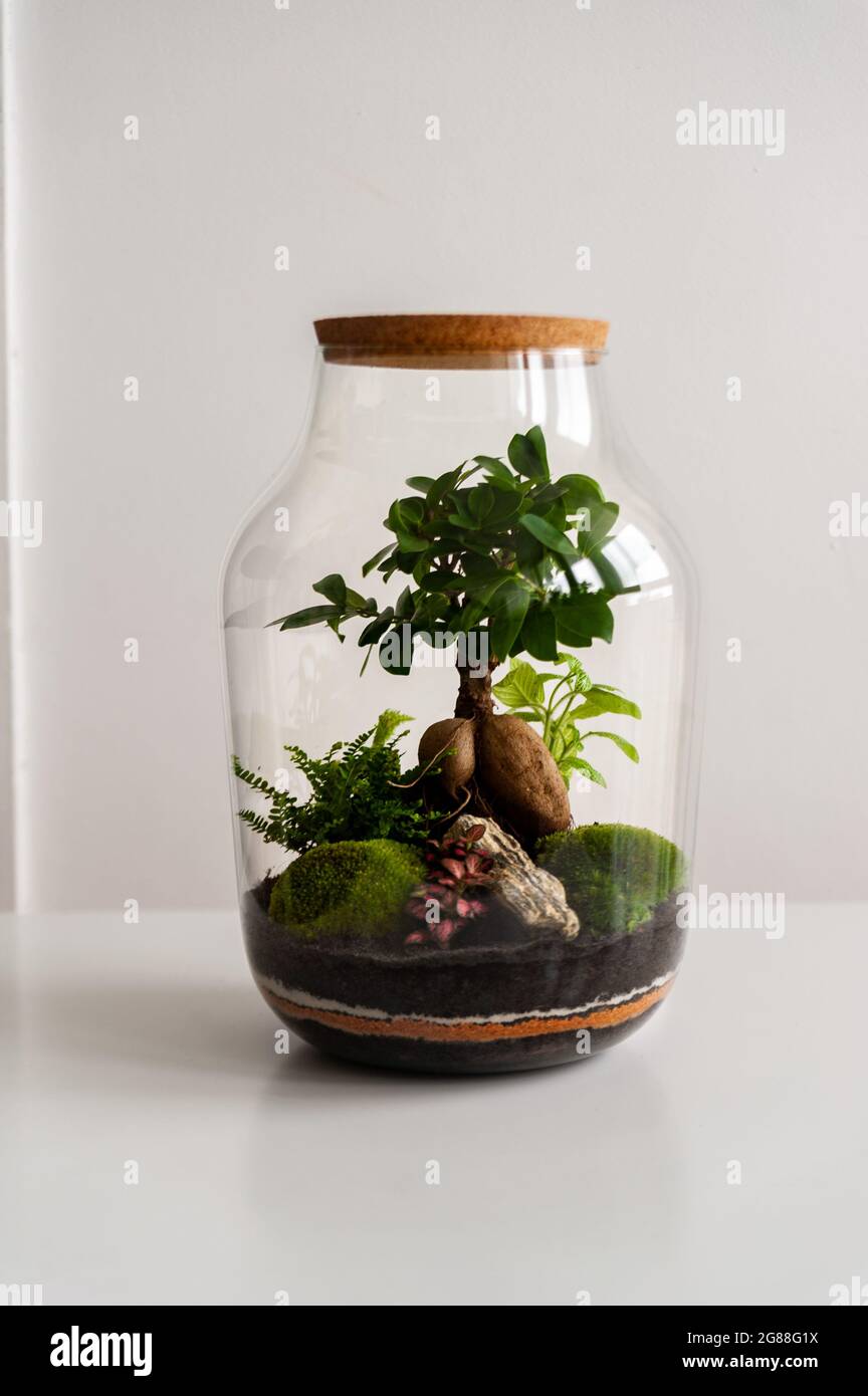 Decoration plants in a glass bottle; self sustaining ecosystem ...