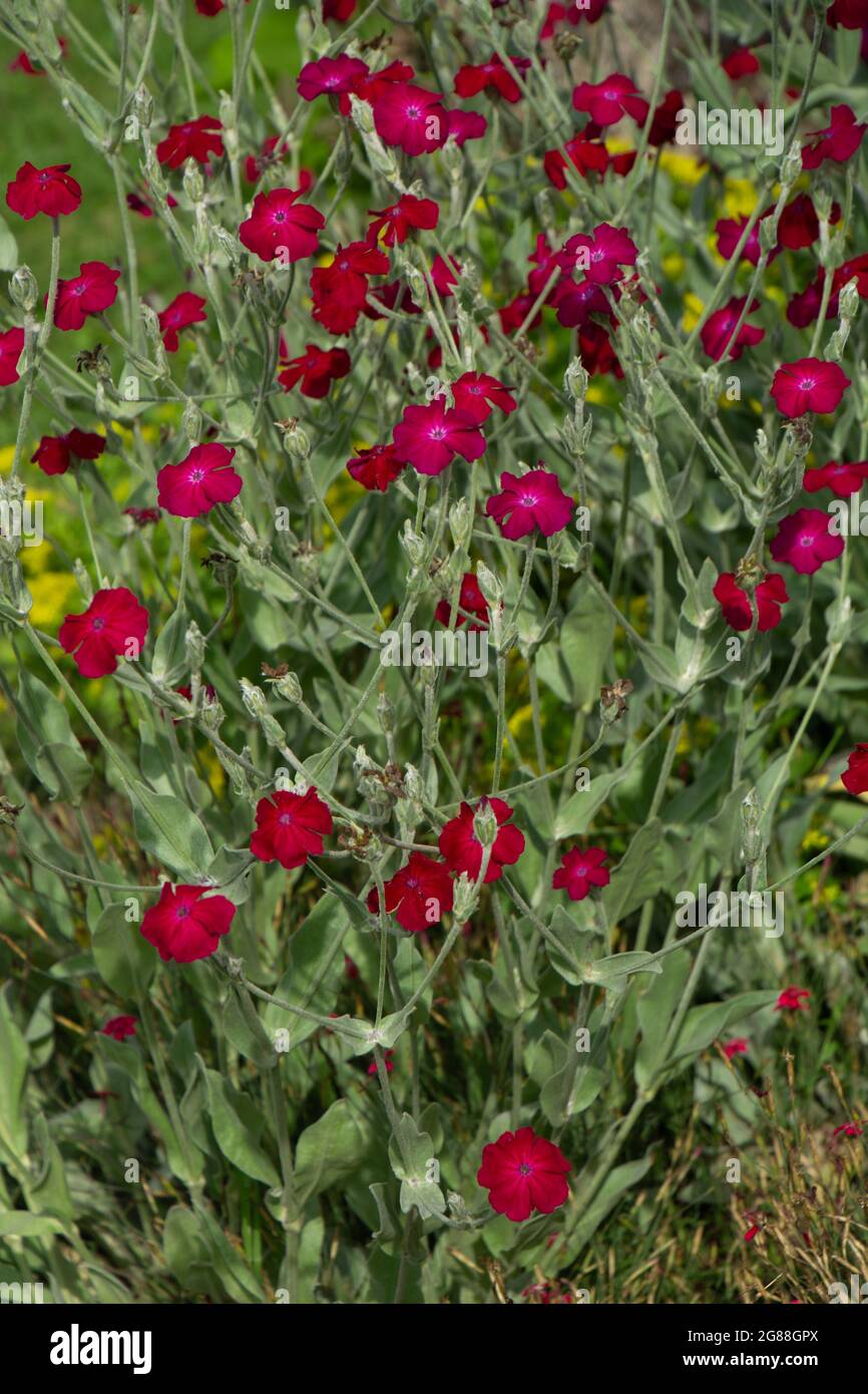 rose champion in full bloom with magenta flowers and hairy grey leaves ...