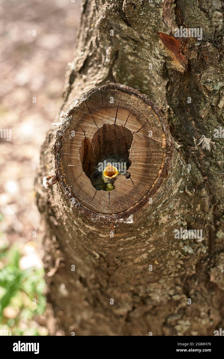 Small bird in a nest inside a tree Stock Photo - Alamy