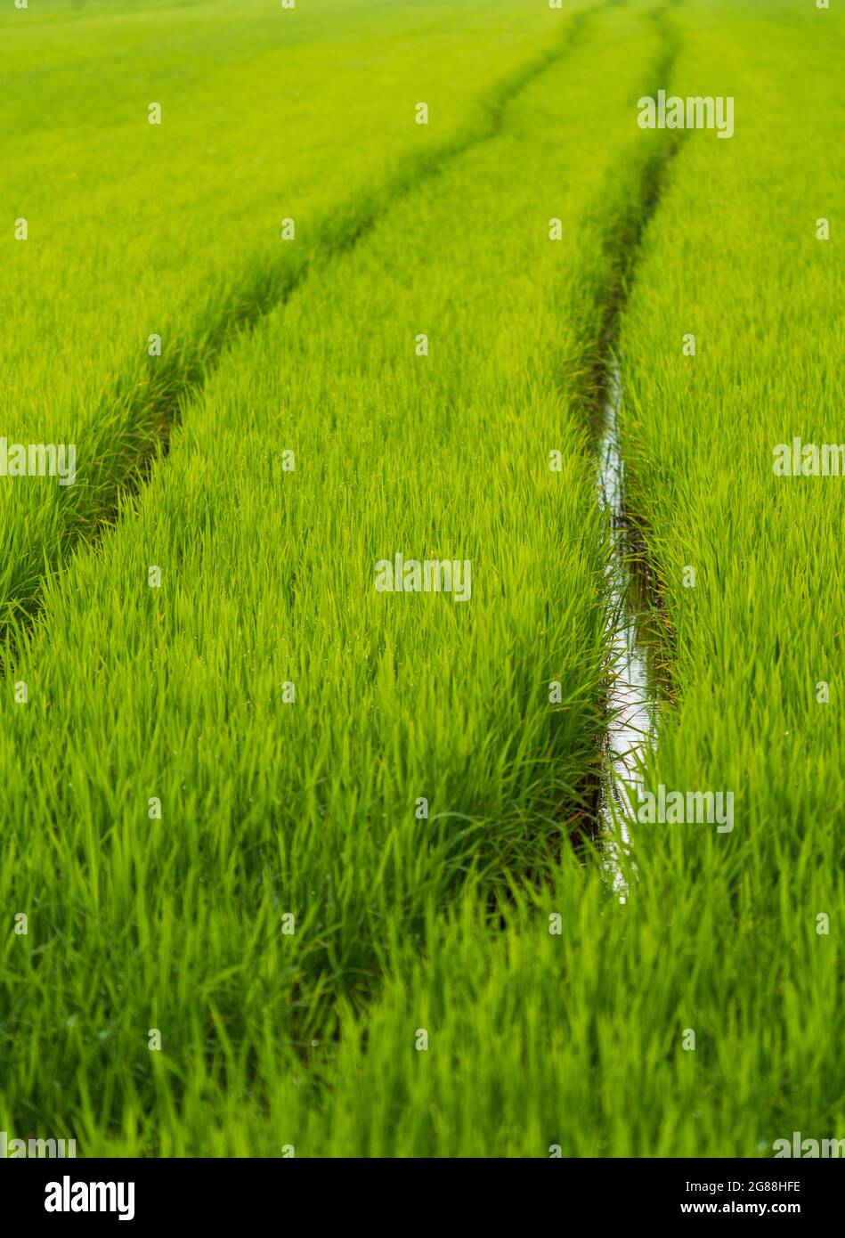Wheel marks in a flooded green rice field Stock Photo - Alamy