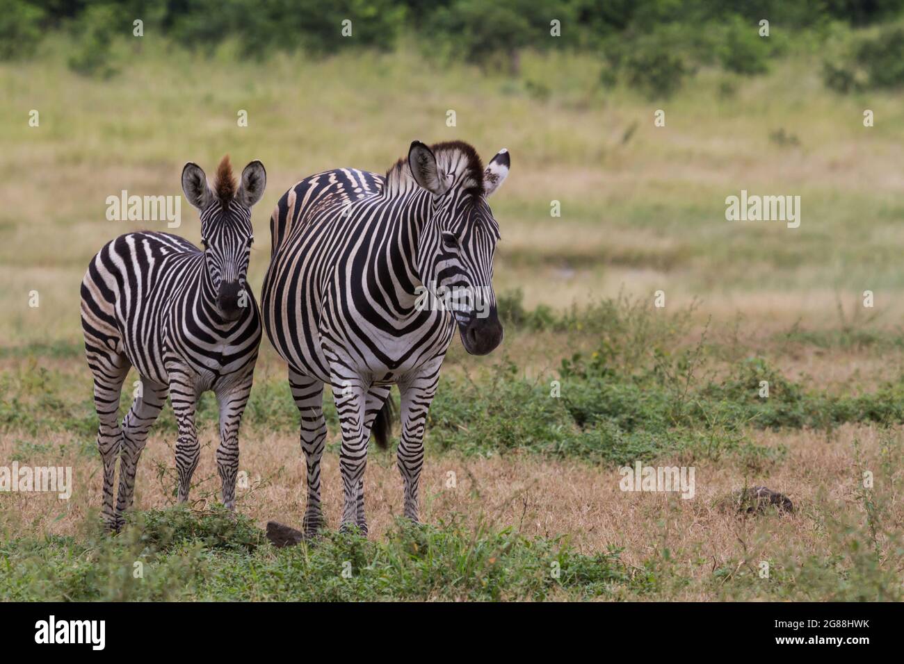 Young baby zebra and mother family standing together in the bushveld ...