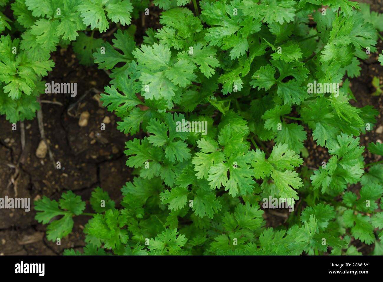 Fresh cilantro leaves and plants in organic planting plots Stock Photo ...