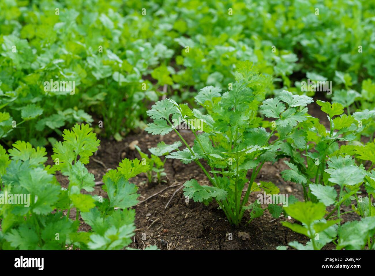 Fresh cilantro leaves and plants in organic planting plots Stock Photo ...