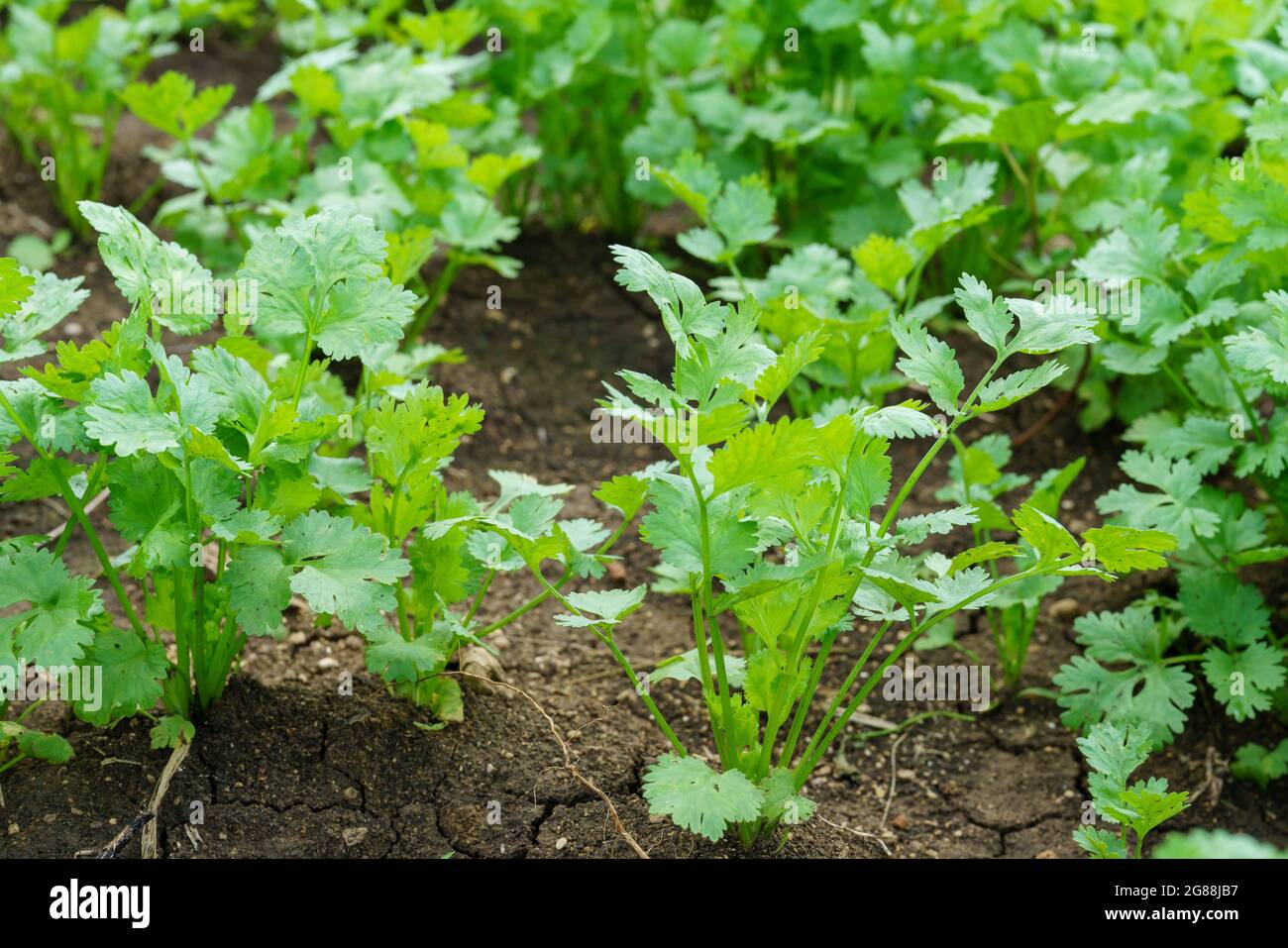 Fresh cilantro leaves and plants in organic planting plots Stock Photo ...