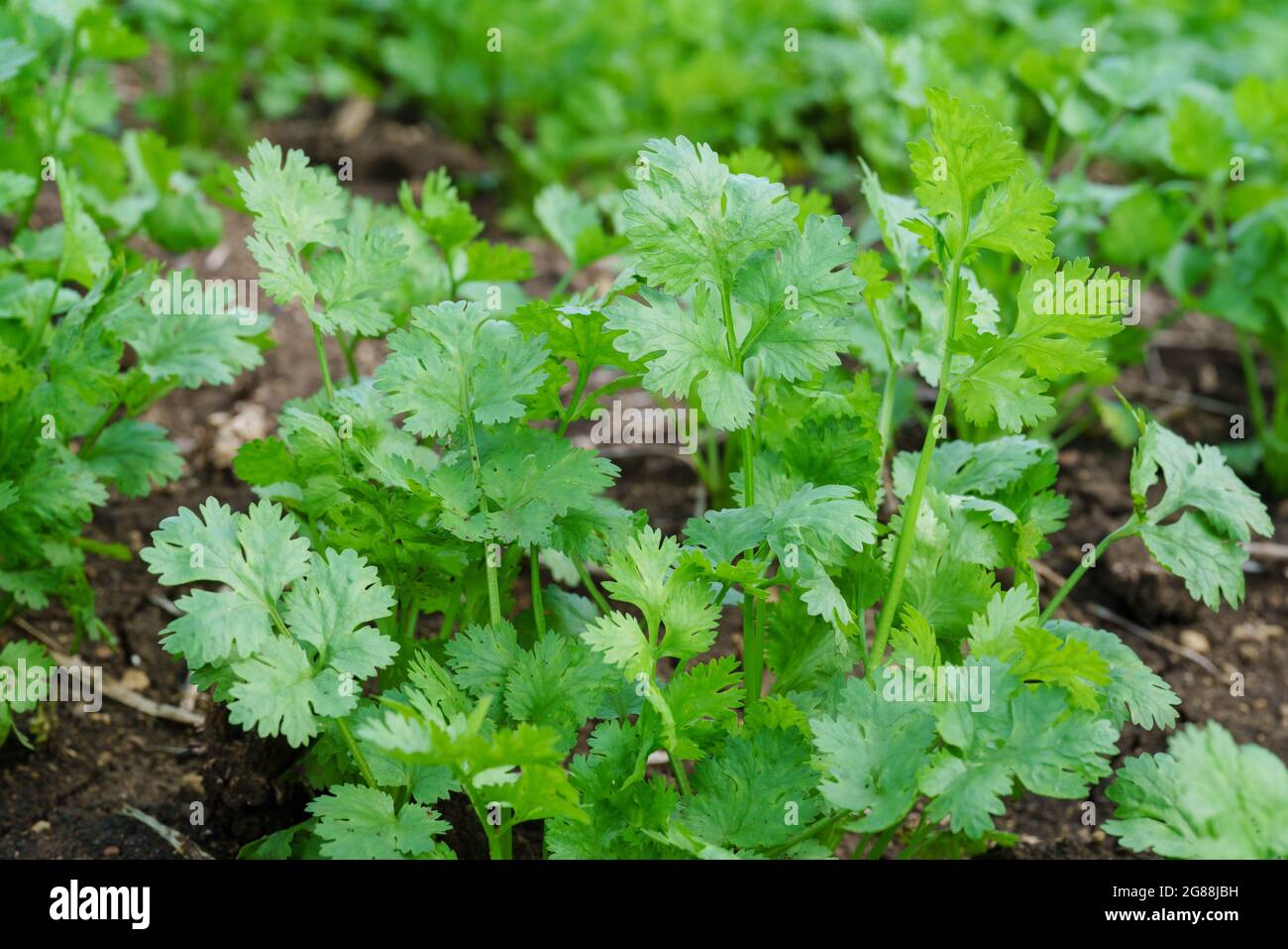 Fresh cilantro leaves and plants in organic planting plots Stock Photo ...