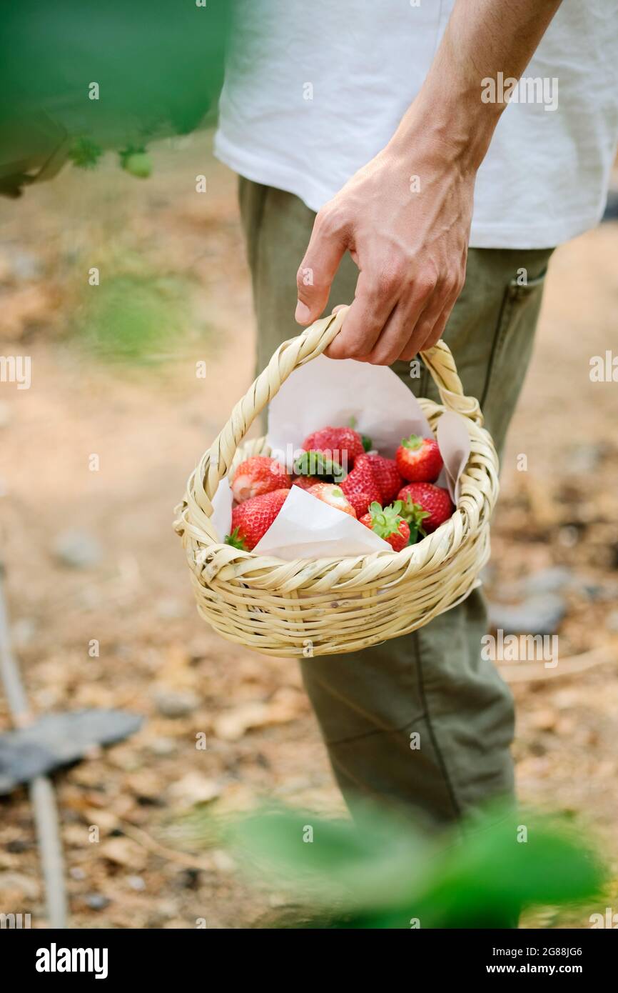 Male hands with a basket full of fresh ripe strawberries. The hand ...