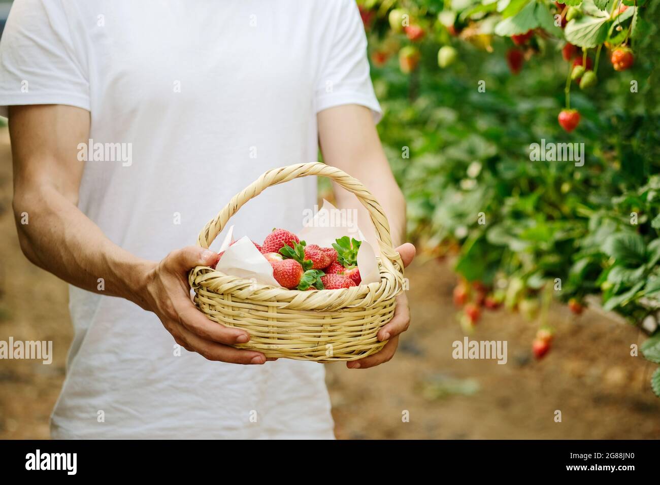 Male hands with a basket full of fresh ripe strawberries. The hand ...