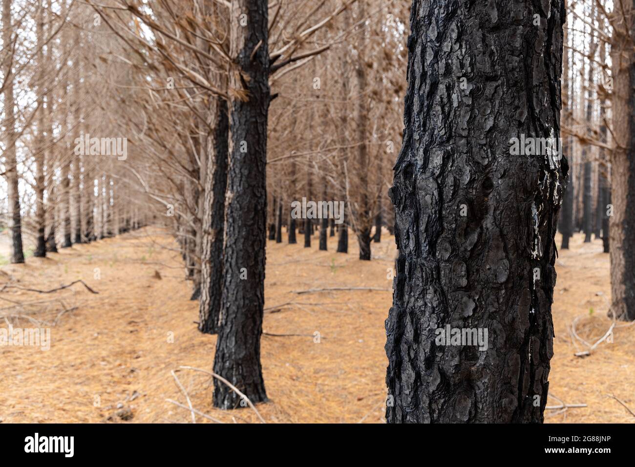 Dead tree island hi-res stock photography and images - Alamy