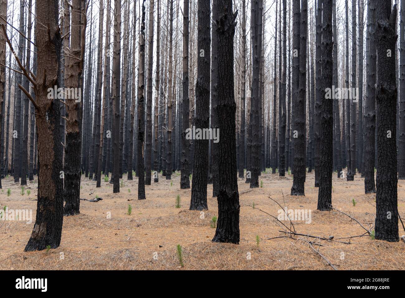 A forest of dead burnt trees after the bush fires on Kangaroo Island ...