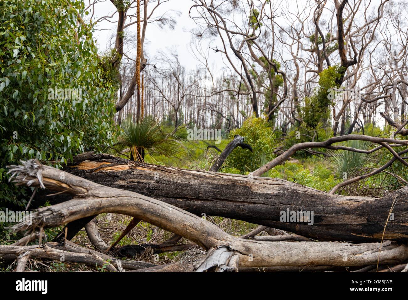 Burnt fallen tree hi-res stock photography and images - Alamy