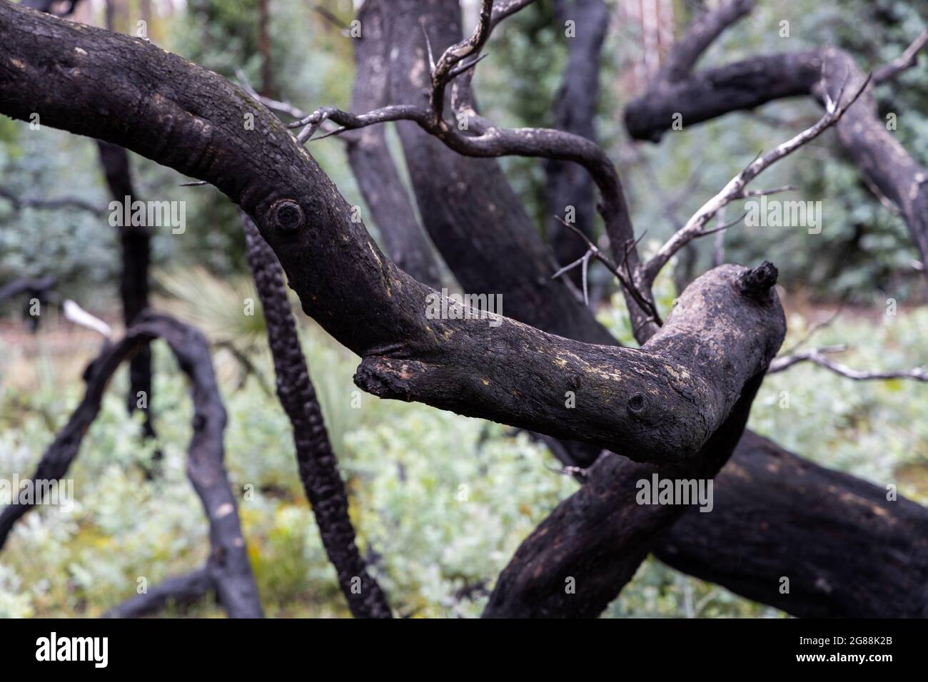 Burnt tree hi-res stock photography and images - Alamy