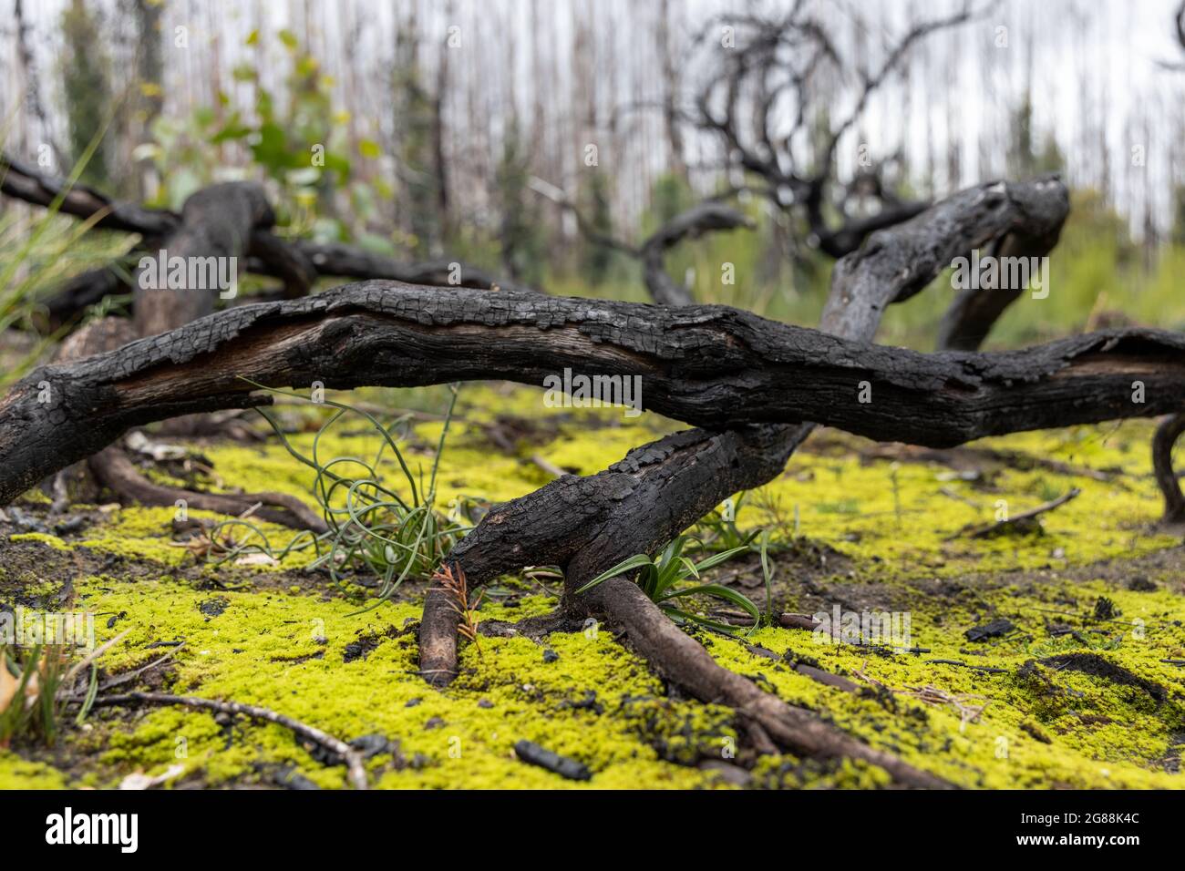 After bush fire australia hi-res stock photography and images - Alamy