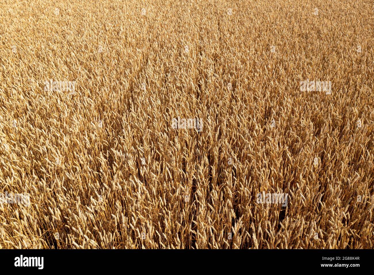 wheat field top view, ears wheat from above, golden ripe field of wheat ...