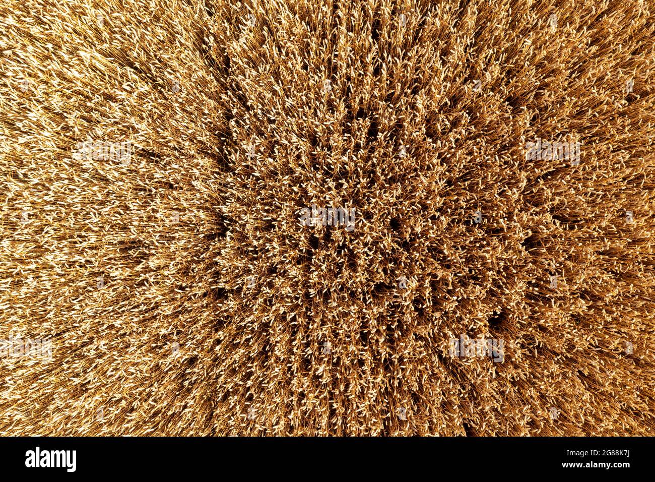 wheat field top view, ears wheat from above, golden ripe field of wheat ...