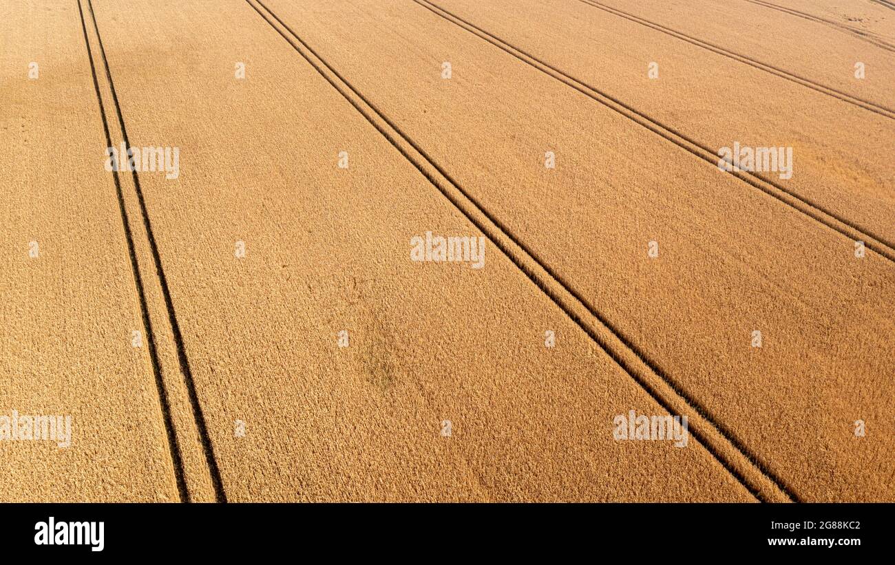aerial view of wheat field and tracks from tractor, agricultural ...