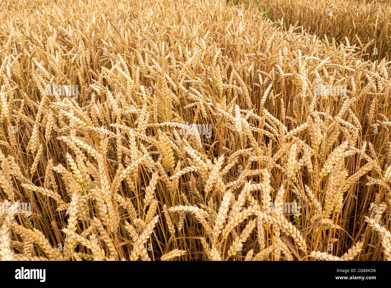 wheat field top view, ears wheat from above, golden ripe field of wheat ...