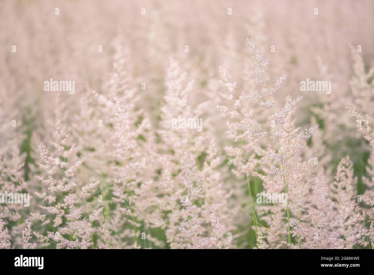 Fluffy dry panicles of wild grass close-up in early autumn on a wild ...