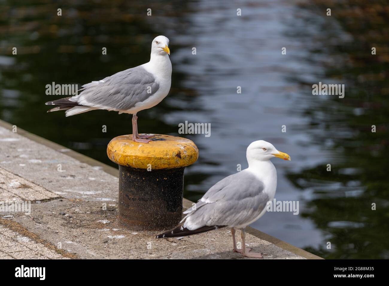 Sea birds in port at the berth of ships Stock Photo - Alamy