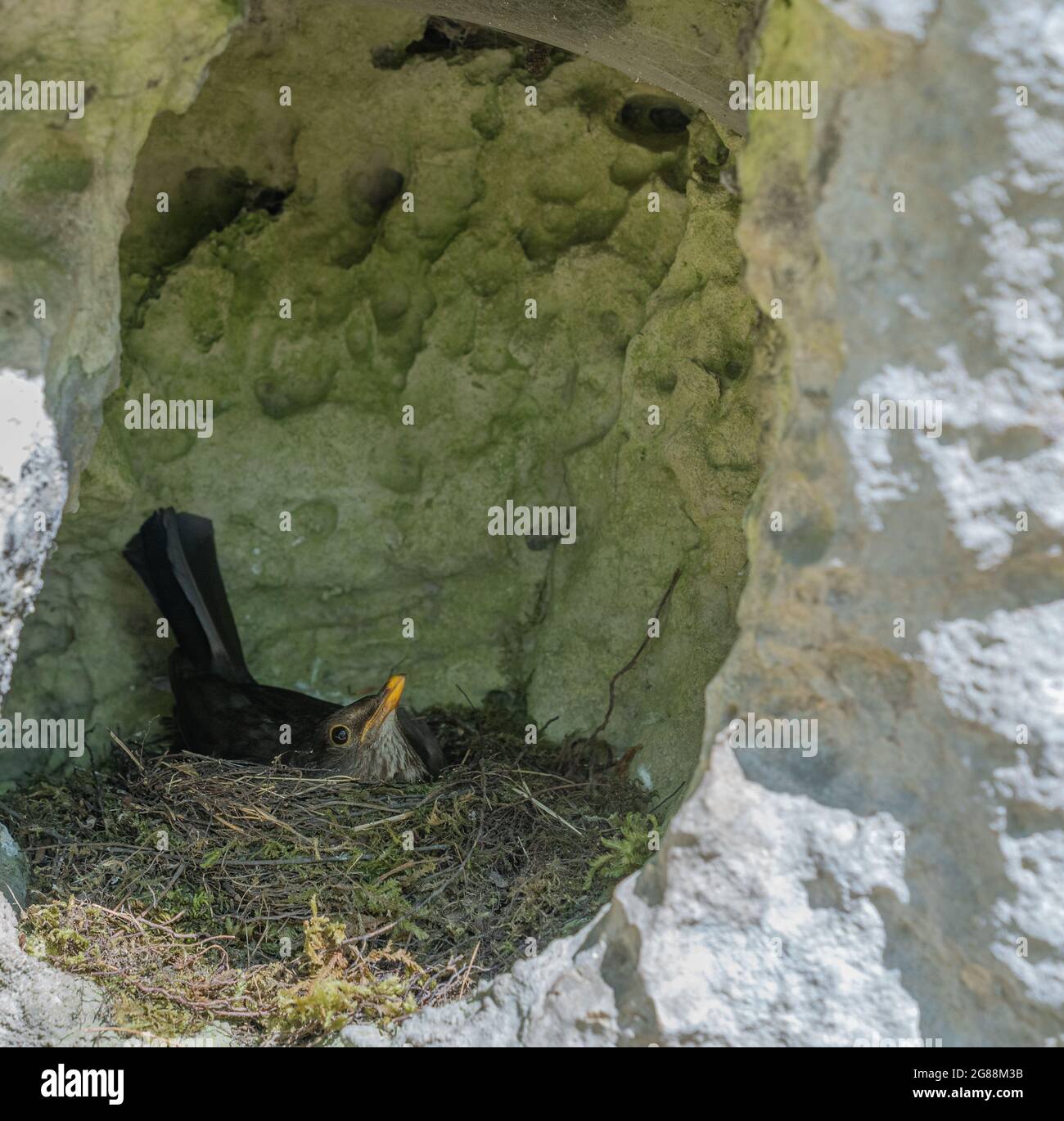 A bird brooding its young in a nest made in a rock crevice Stock Photo ...