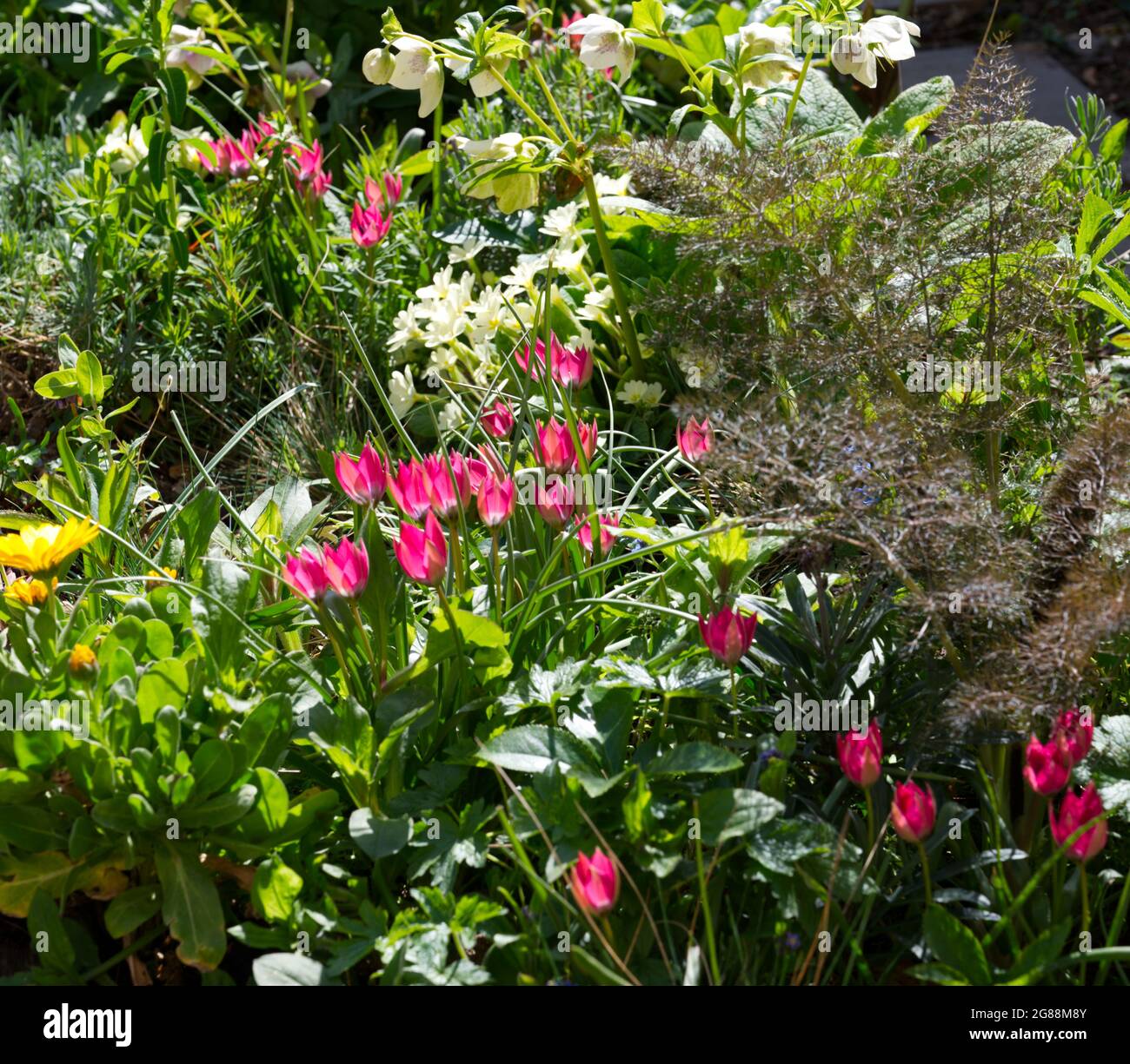 Bronze fennel and tulip hi-res stock photography and images - Alamy
