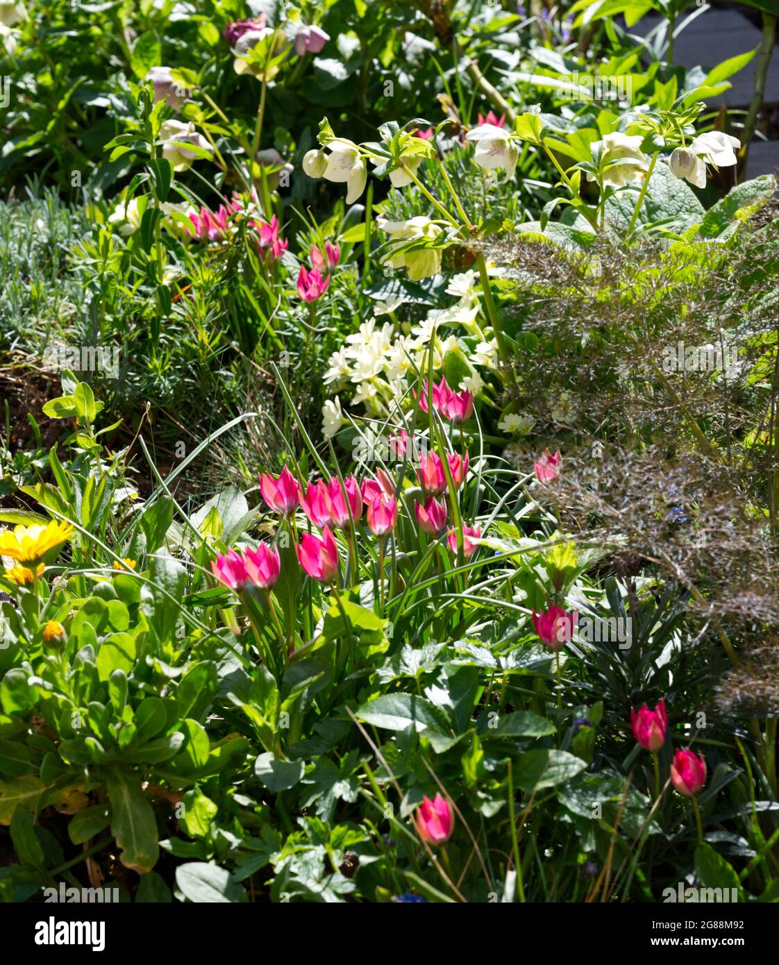 Pink Tulip hageri 'Little Beauty' primroses, calendula and other spring ...