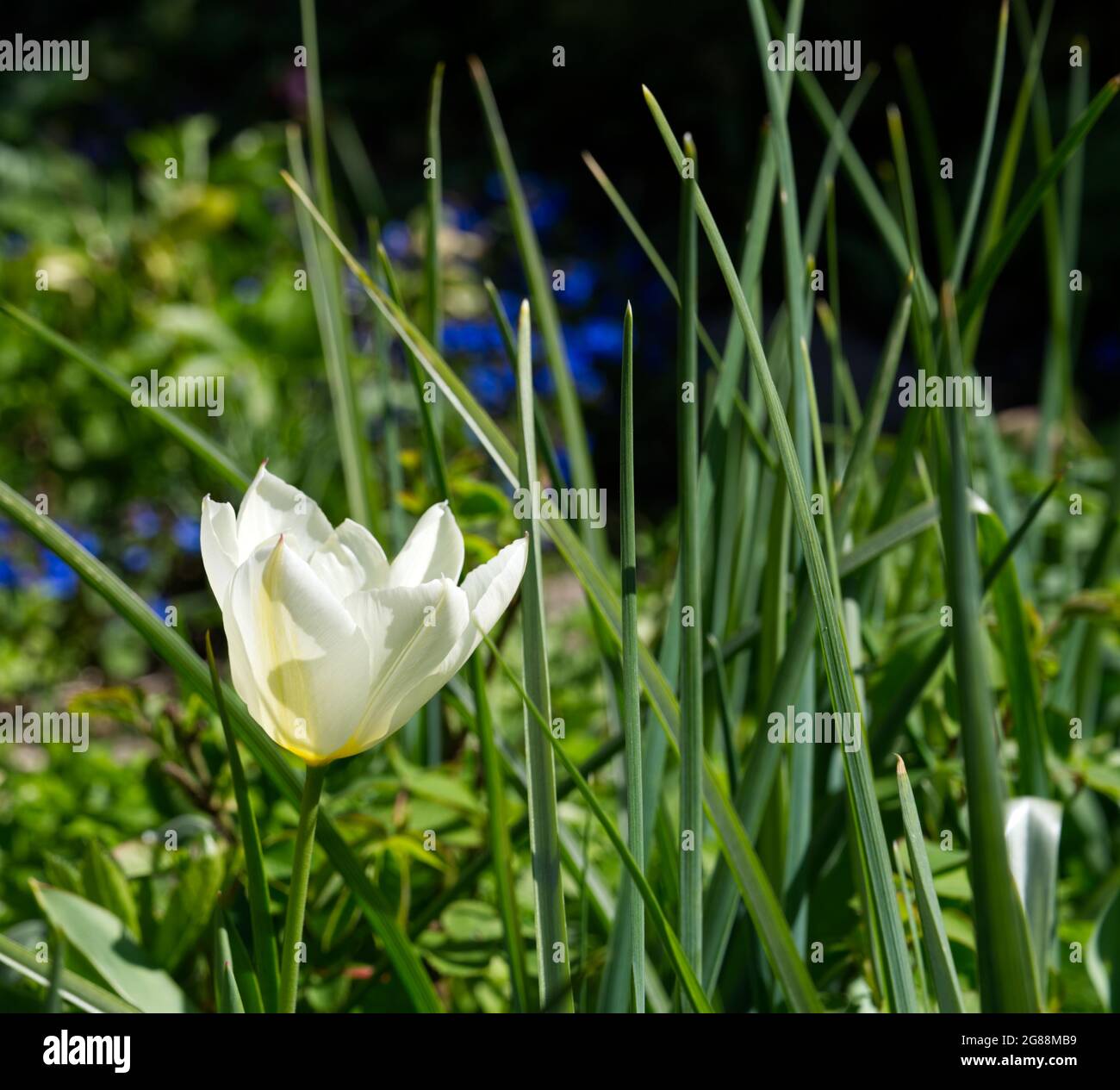 Single flower of Tulip White Emperor in spring garden setting April UK ...
