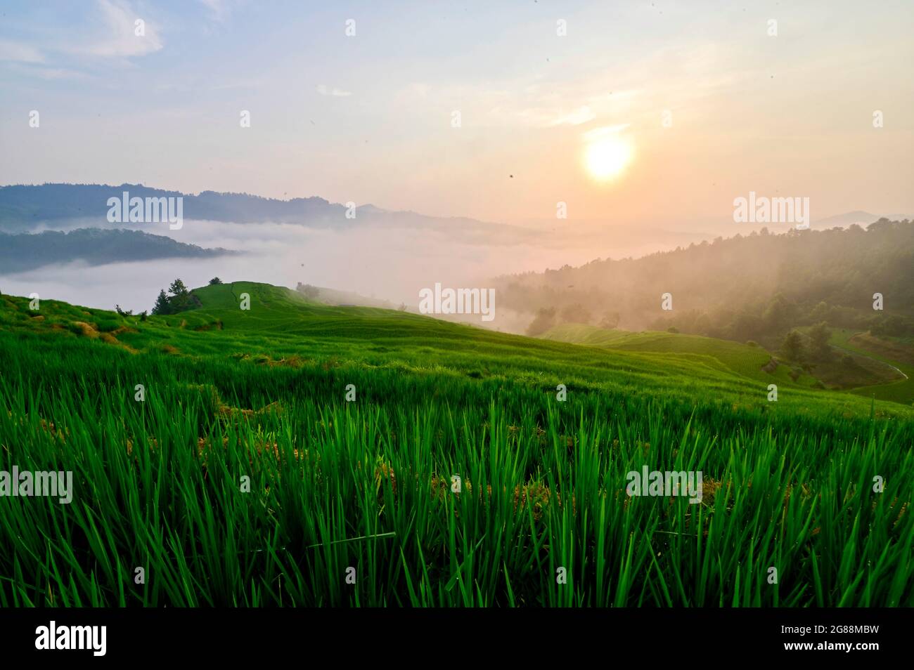 CONGJIANG, CHINA - JULY 18, 2021 - Rice terraces are seen in the ...