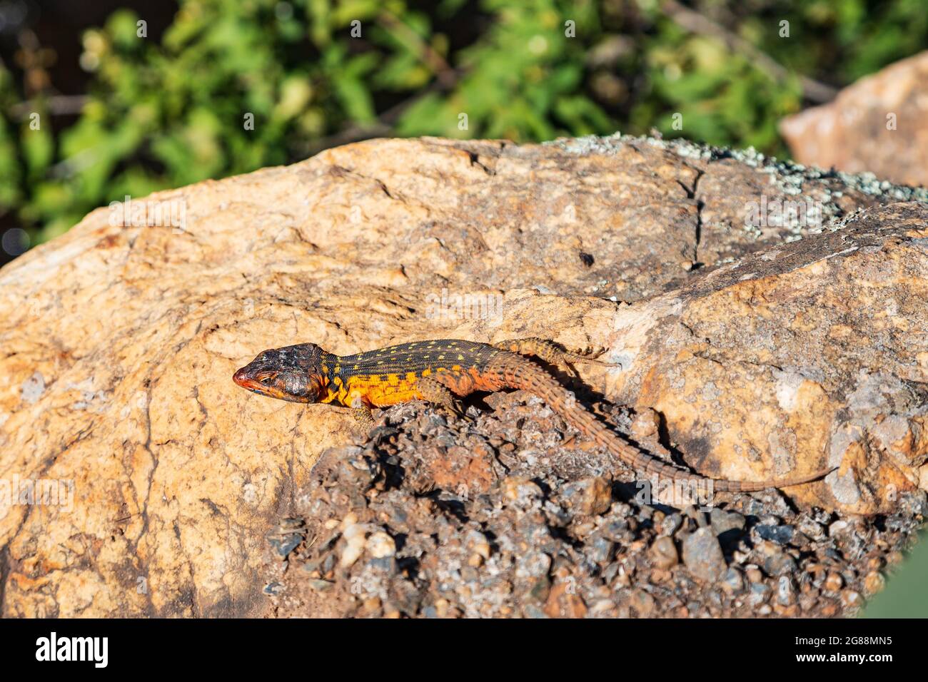 Drakensberg or Common Crag Lizard Pseudocordylus melanotus at Blyde ...