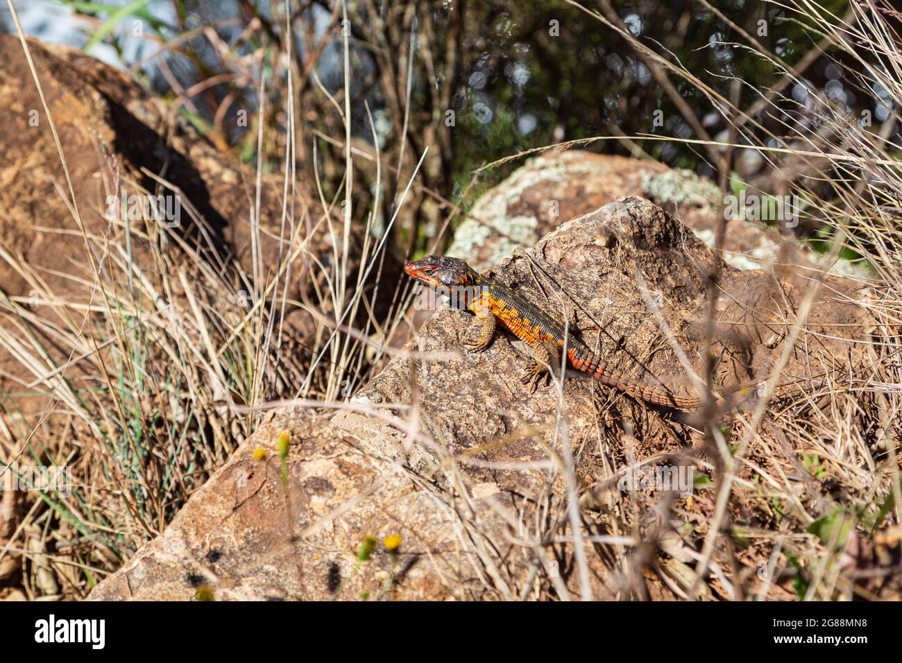 Drakensberg or Common Crag Lizard Pseudocordylus melanotus at Blyde ...